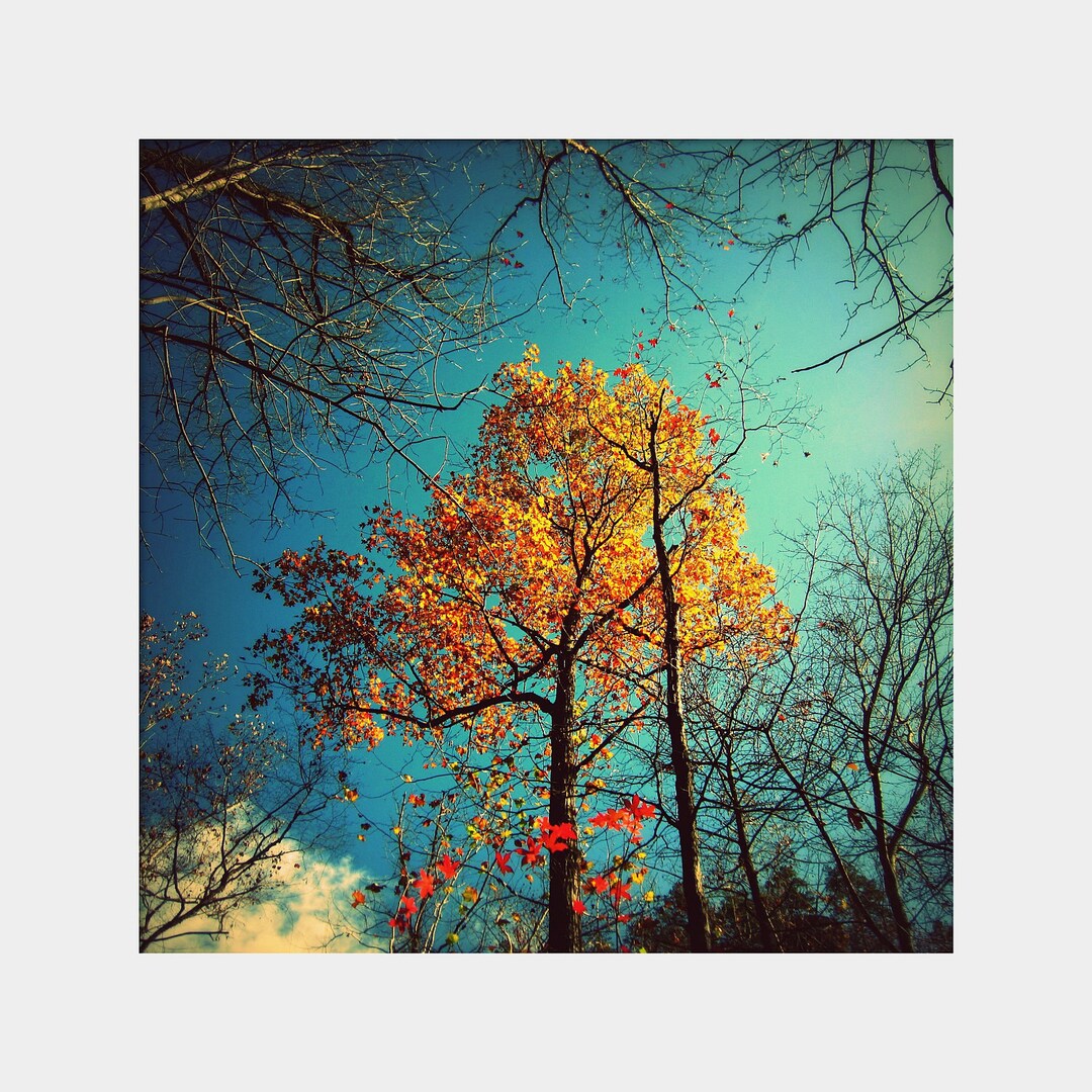 Colorful Nature Art Blue Orange Photo Woodland Photo Orange - Etsy