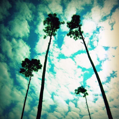 Turquoise Sky Photo Pine Tree Photograph Gulf Coast Wall - Etsy