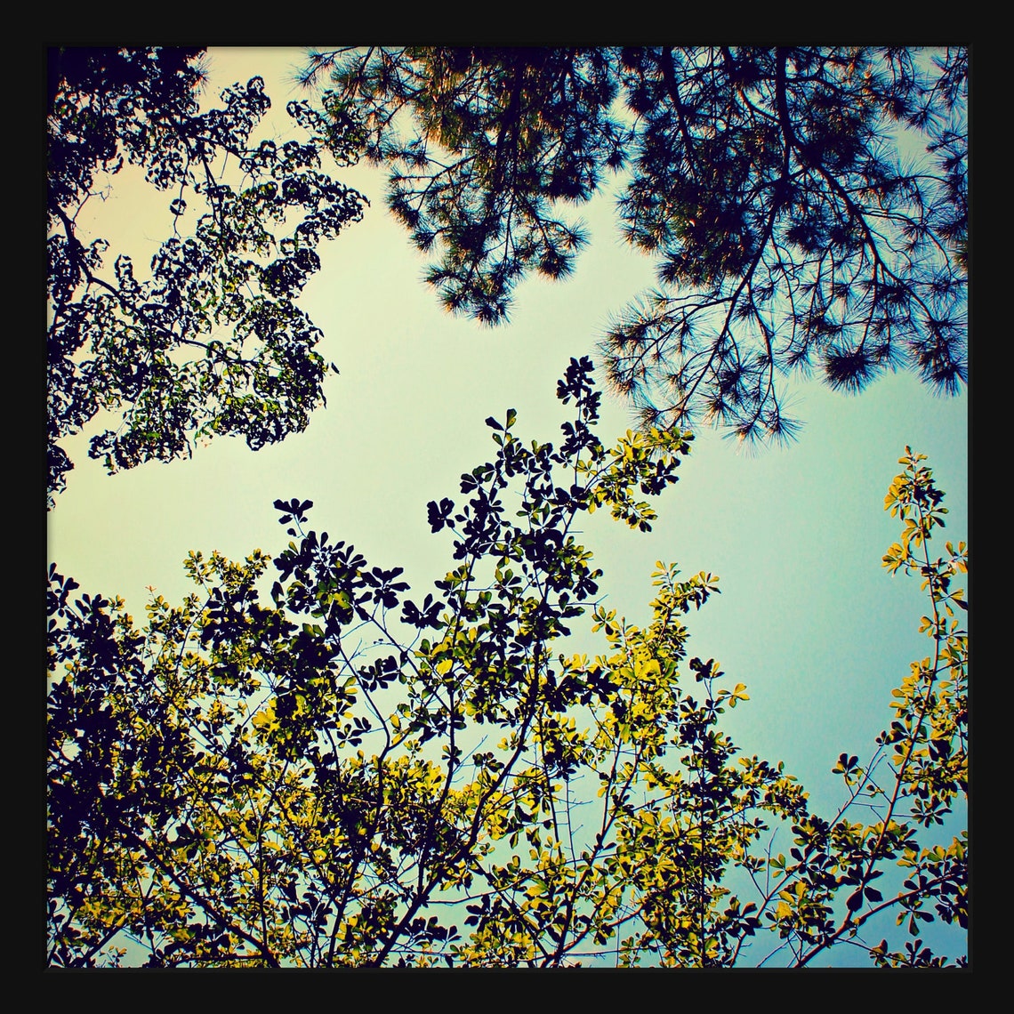 Blue Green Tree Art Tree Branches Photo Treetops Wall Art - Etsy