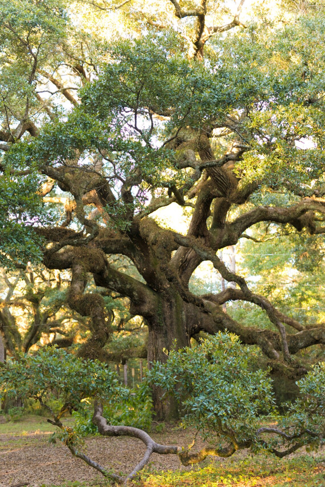 Live Oak Tree Photo, Tree Photography, Green Wall Art, Twelve Oaks ...