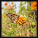 Monarch Butterfly Print Ruth's Roots Photo Orange - Etsy