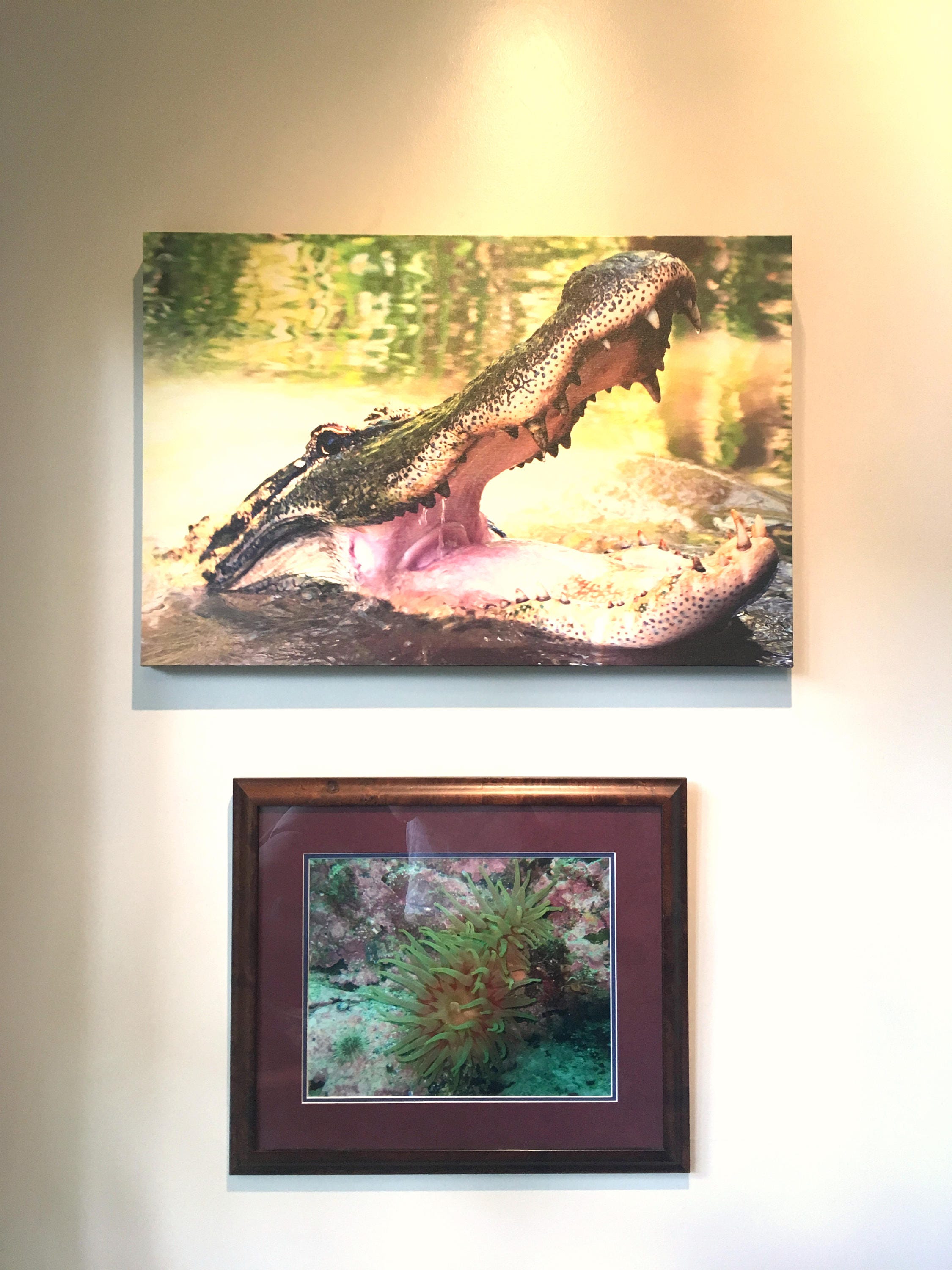 Alligator Photo, Wildlife Photograph, Louisiana Bayou Art, Honey Island ...