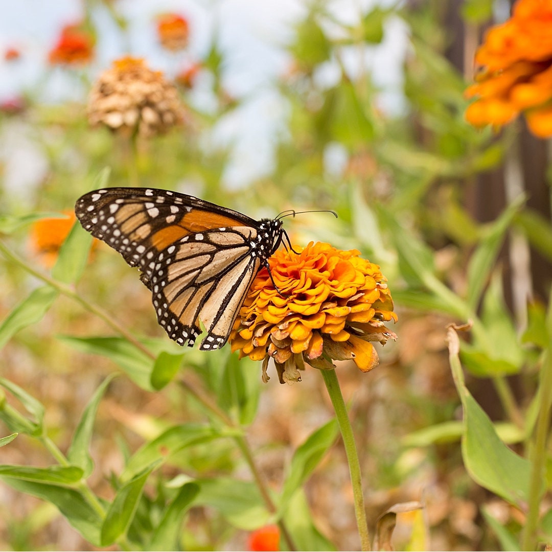 Monarch Butterfly Print Ruth's Roots Photo Orange - Etsy