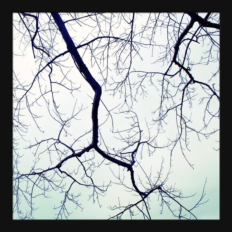 Winter Tree Branches Mint Green Wall Art Winter Photograph - Etsy