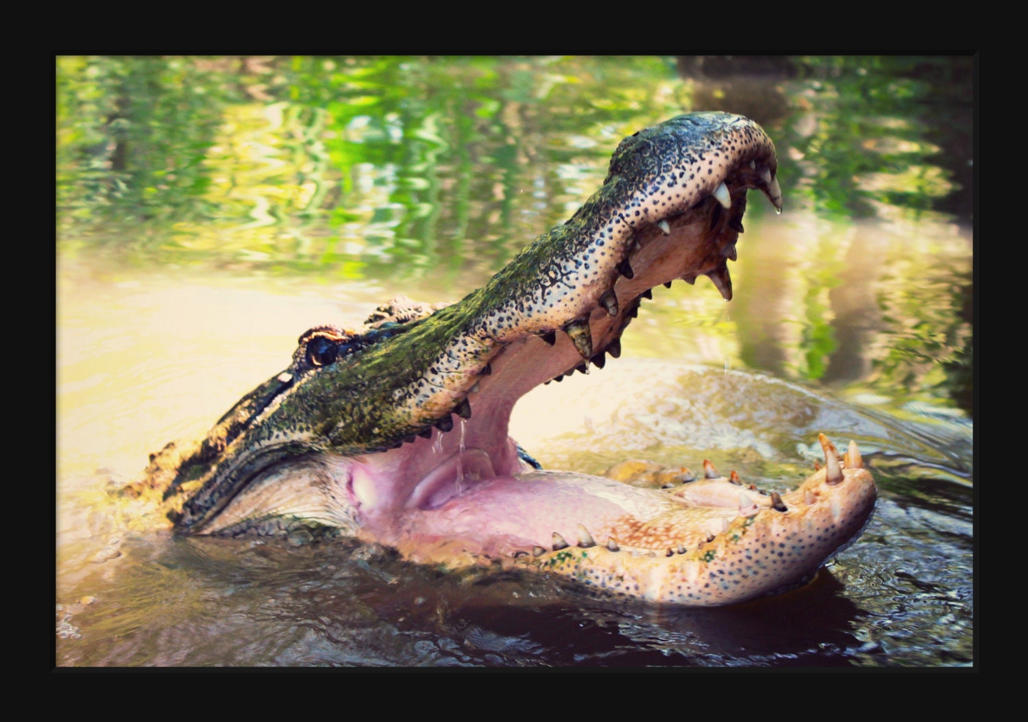 Alligator Photo, Wildlife Photograph, Louisiana Bayou Art, Honey Island ...