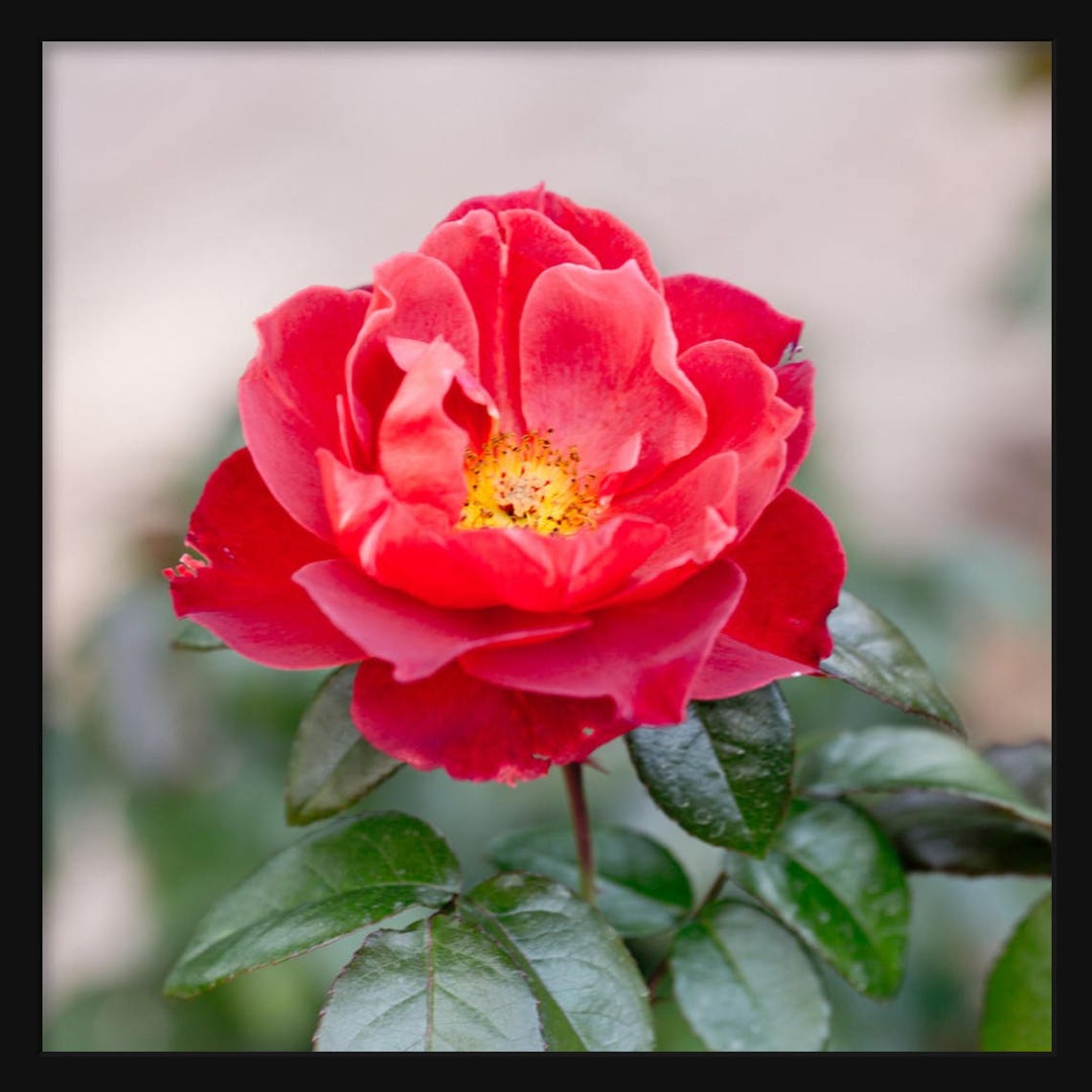 Hungarian Rose Photo Square Flower Photo Square Floral - Etsy