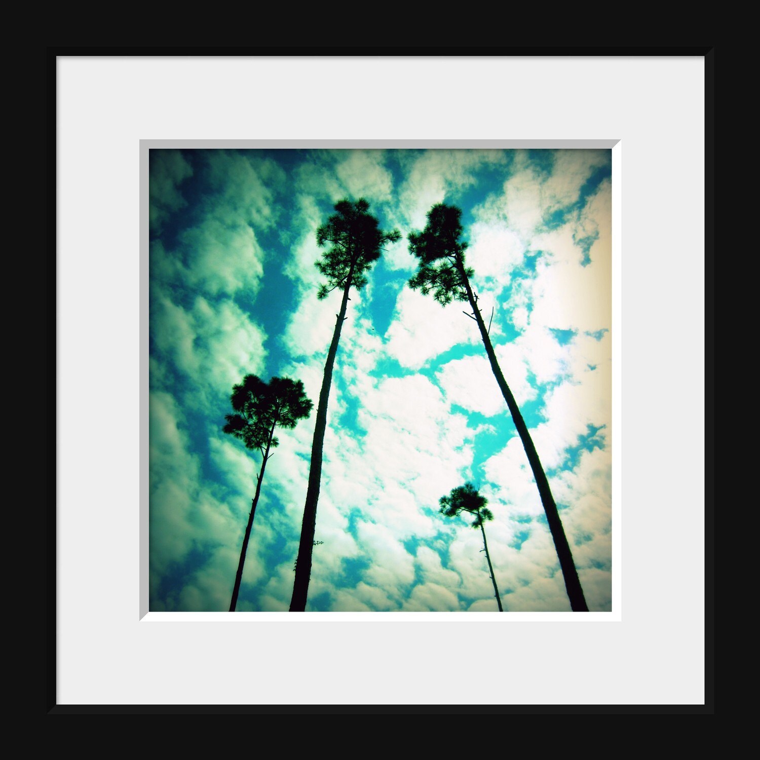 Turquoise Sky Photo Pine Tree Photograph Gulf Coast Wall - Etsy