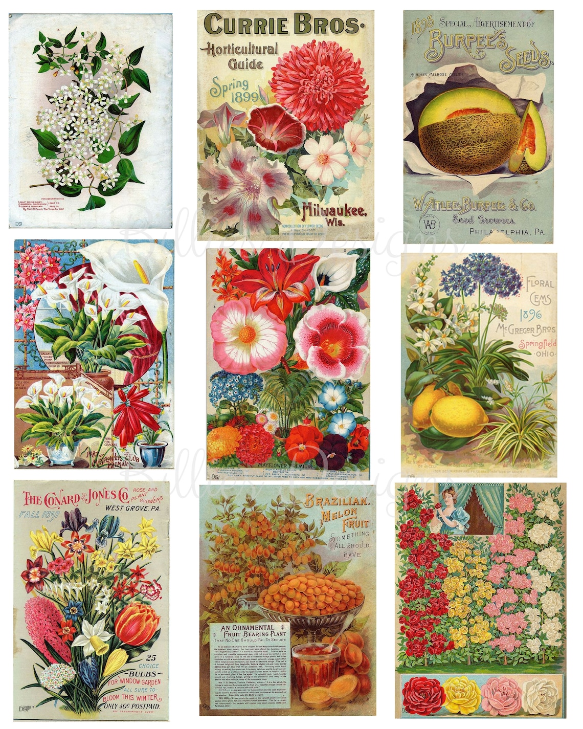 Vintage Flower Seed Packet Digital Download Printable JPG Collage Sheet ...