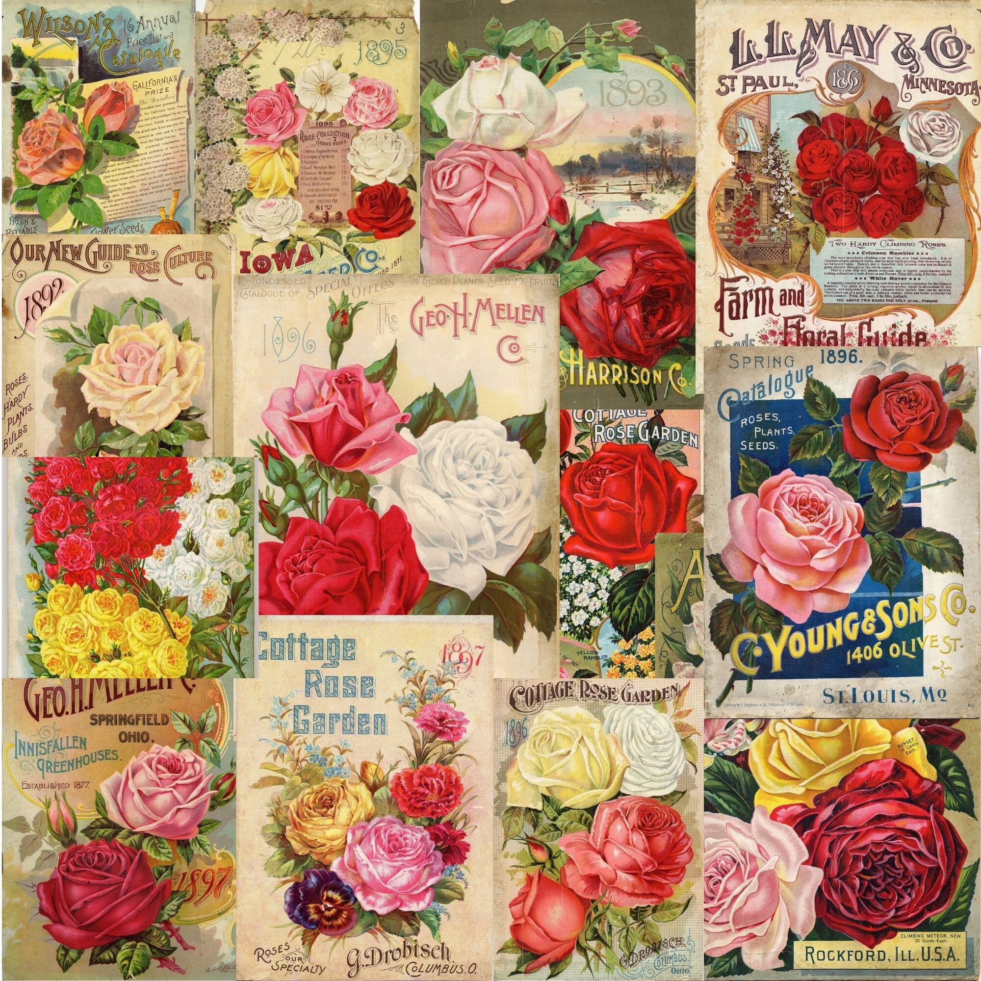 Vintage Rose Seed Packets Digital Download 4 - 8.5 X 11 Collage Sheets ...
