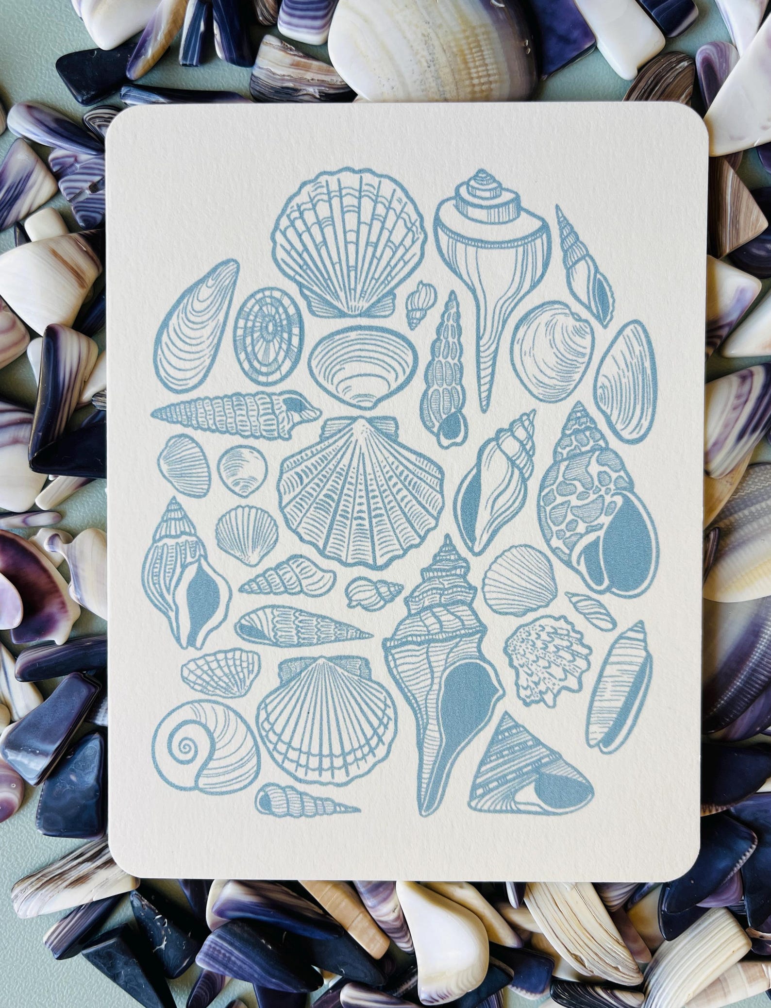 A2 or A7 - She Collects Seashells by the Seashore, Blank Greeting Card ...
