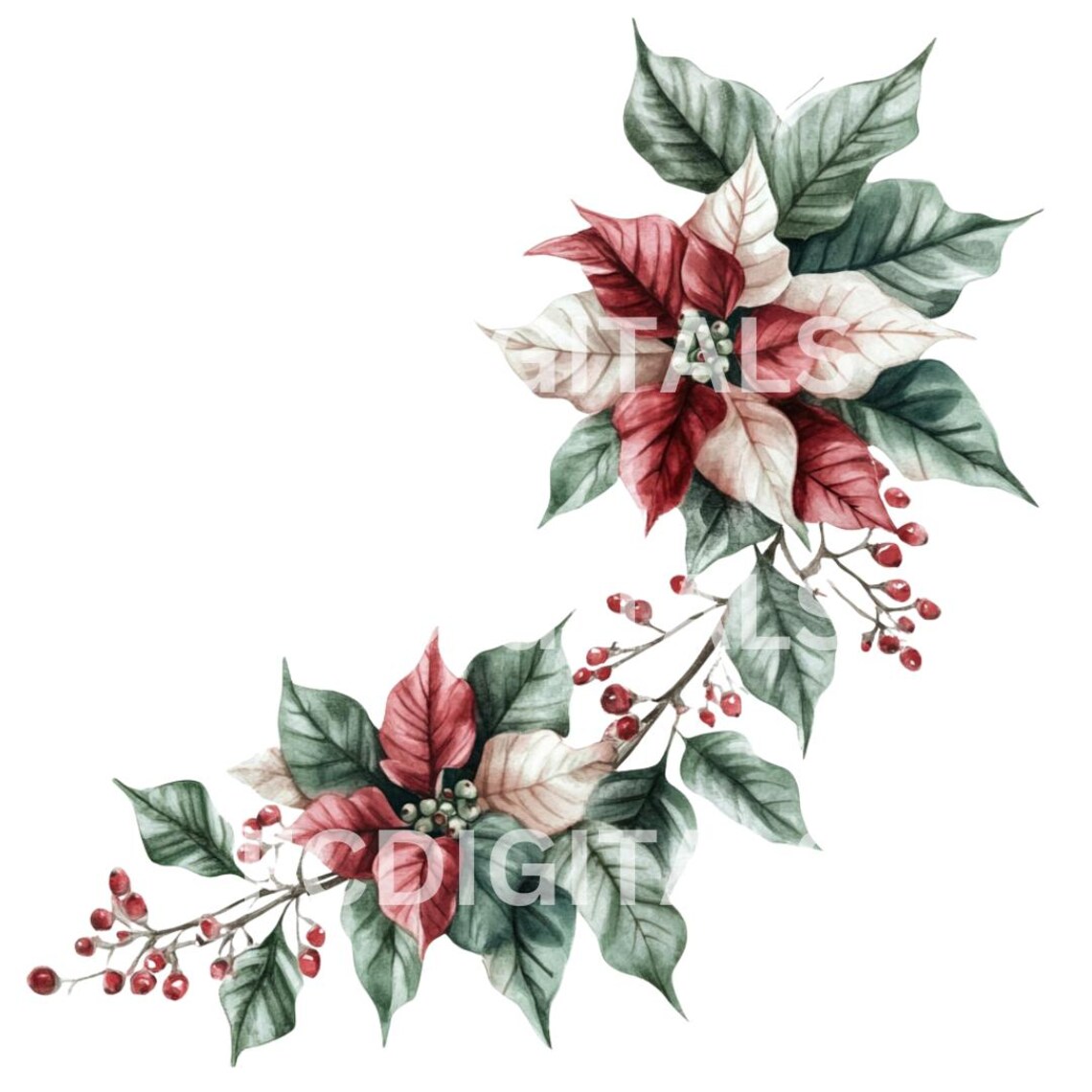 Christmas Poinsettia Clipart, Christmas Clipart, Christmas Flowers ...