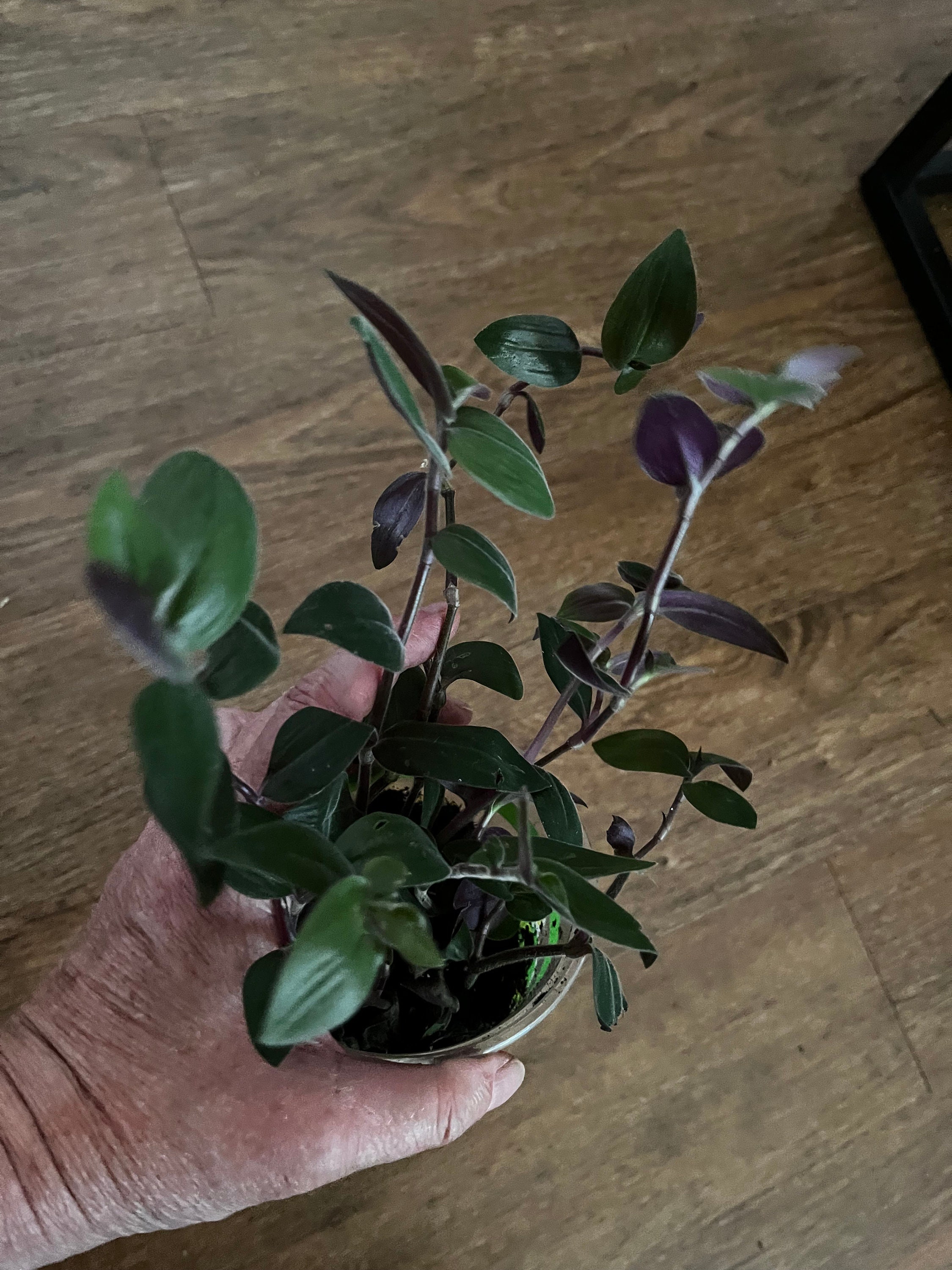 Tradescantia Crysophylla: Inch Plant, Wandering Dude, Wandering Jew ...