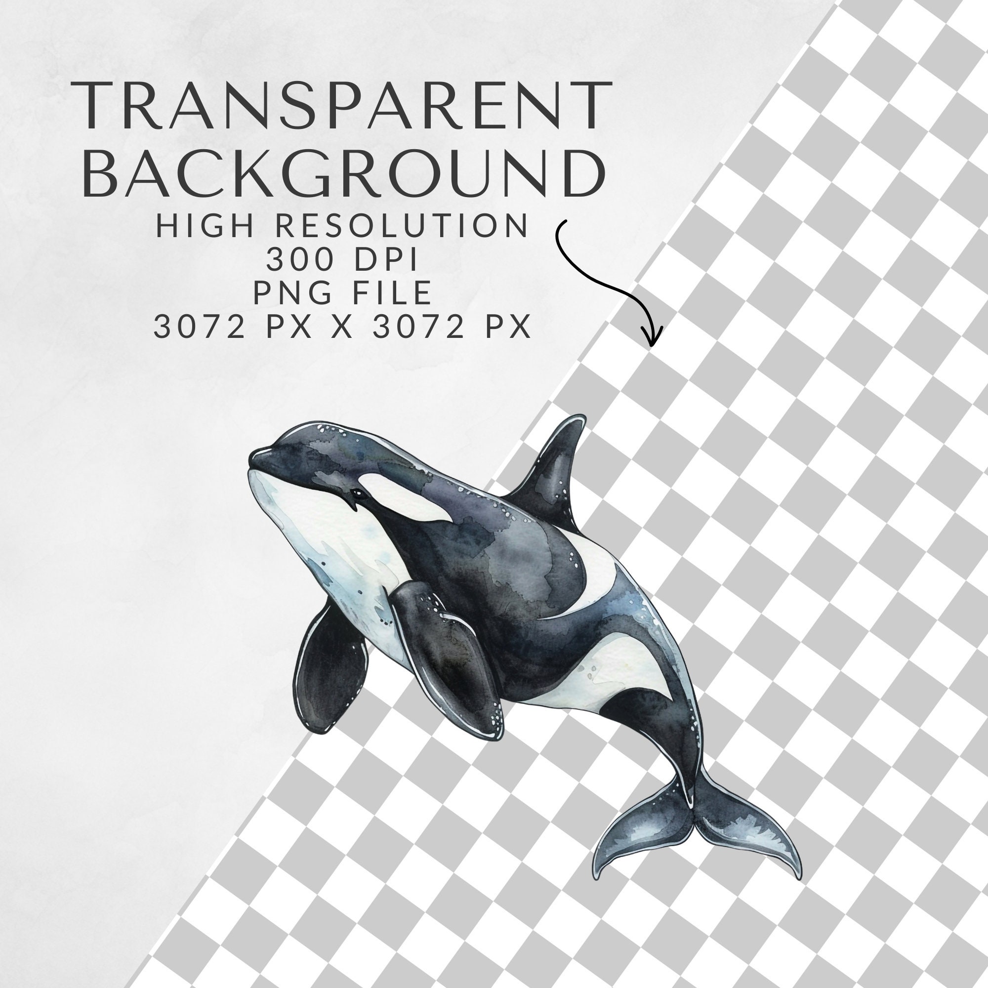 Watercolor Orca Whale Clipart for Commercial Use, Killer Whale PNG ...