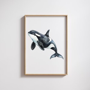 Watercolor Orca Whale Clipart for Commercial Use, Killer Whale PNG ...