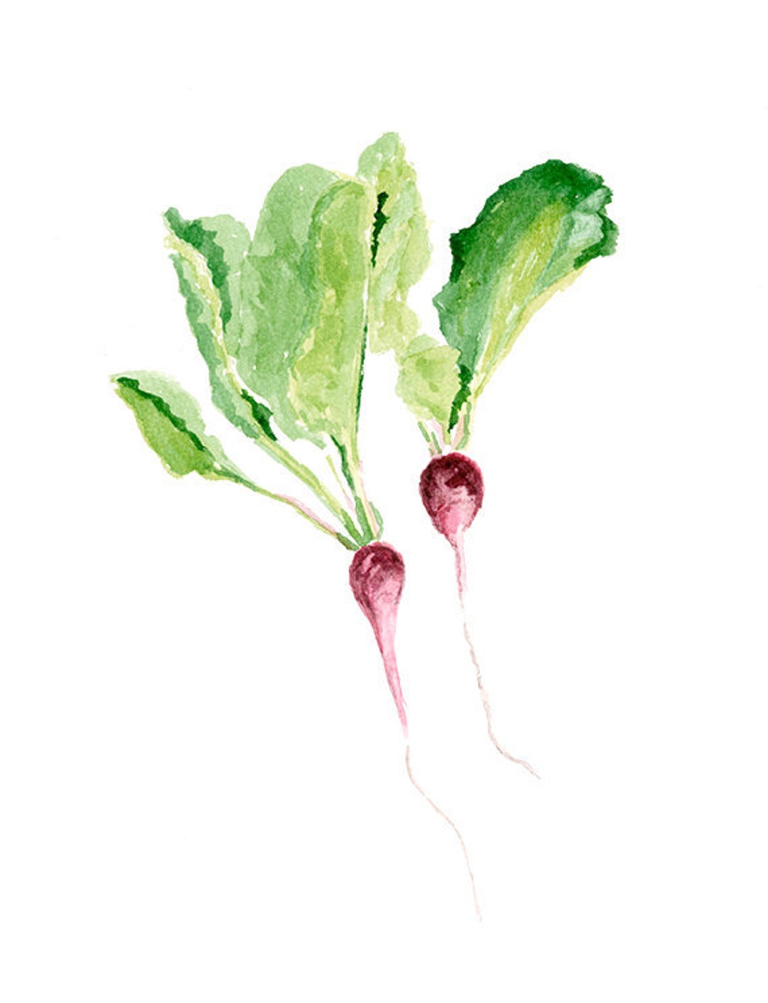 Spring Radishes Print From Original Watercolor Painting, Food ...