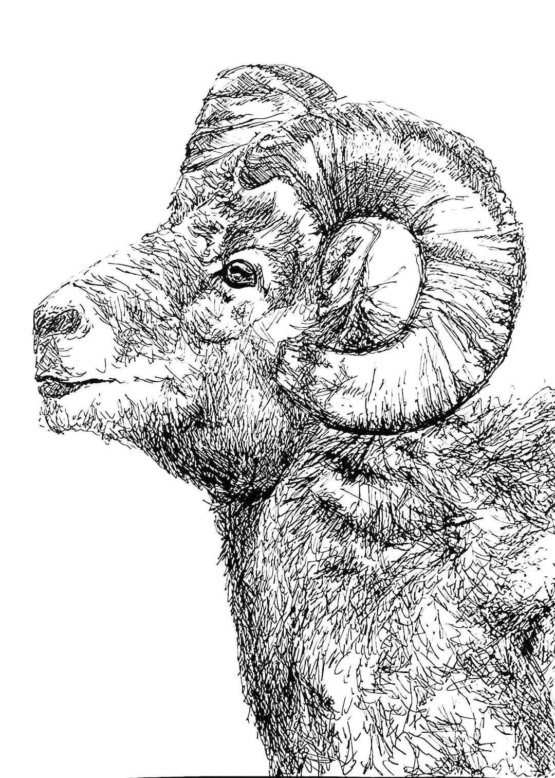 Art Print bighorn Sheep Black and White Pen Sketch - Etsy