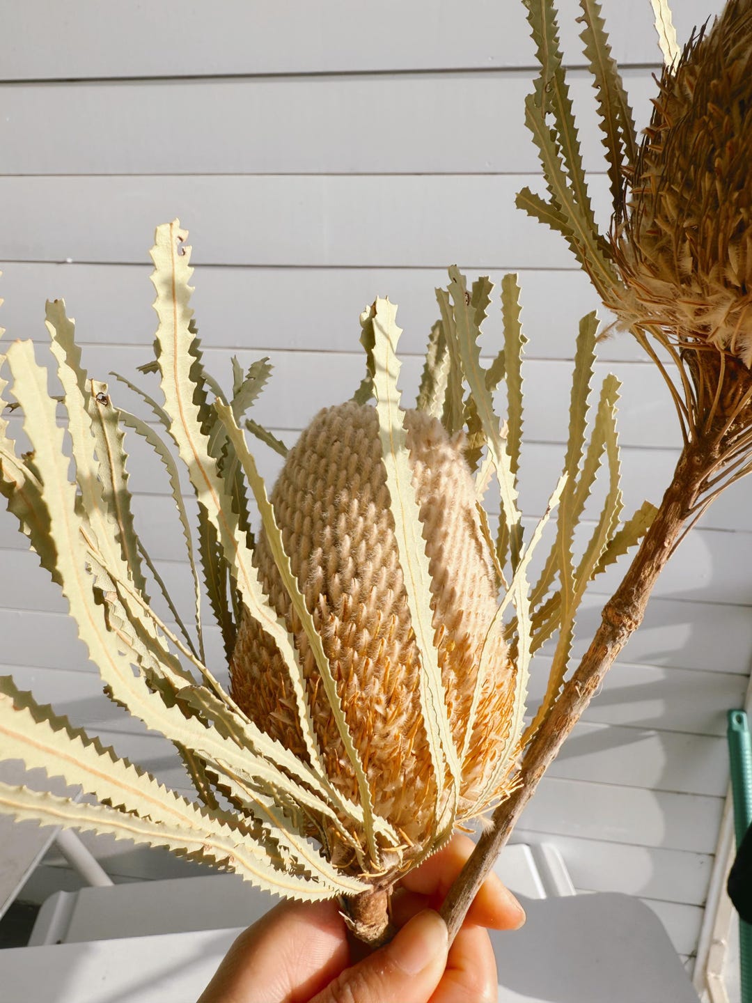 Dried Banksia/ Banksia/ Australian Native/ Dried Flowers/ Flower ...