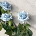 Baby Blue Rose/ Blue Real Touch Rose /latex Rose / Flexed Rose/1 Head ...