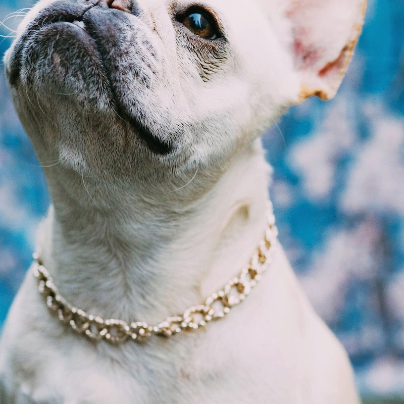 Dog Chain - Etsy