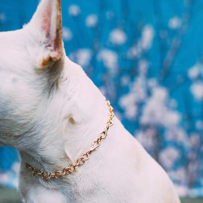 Dog Chain - Etsy