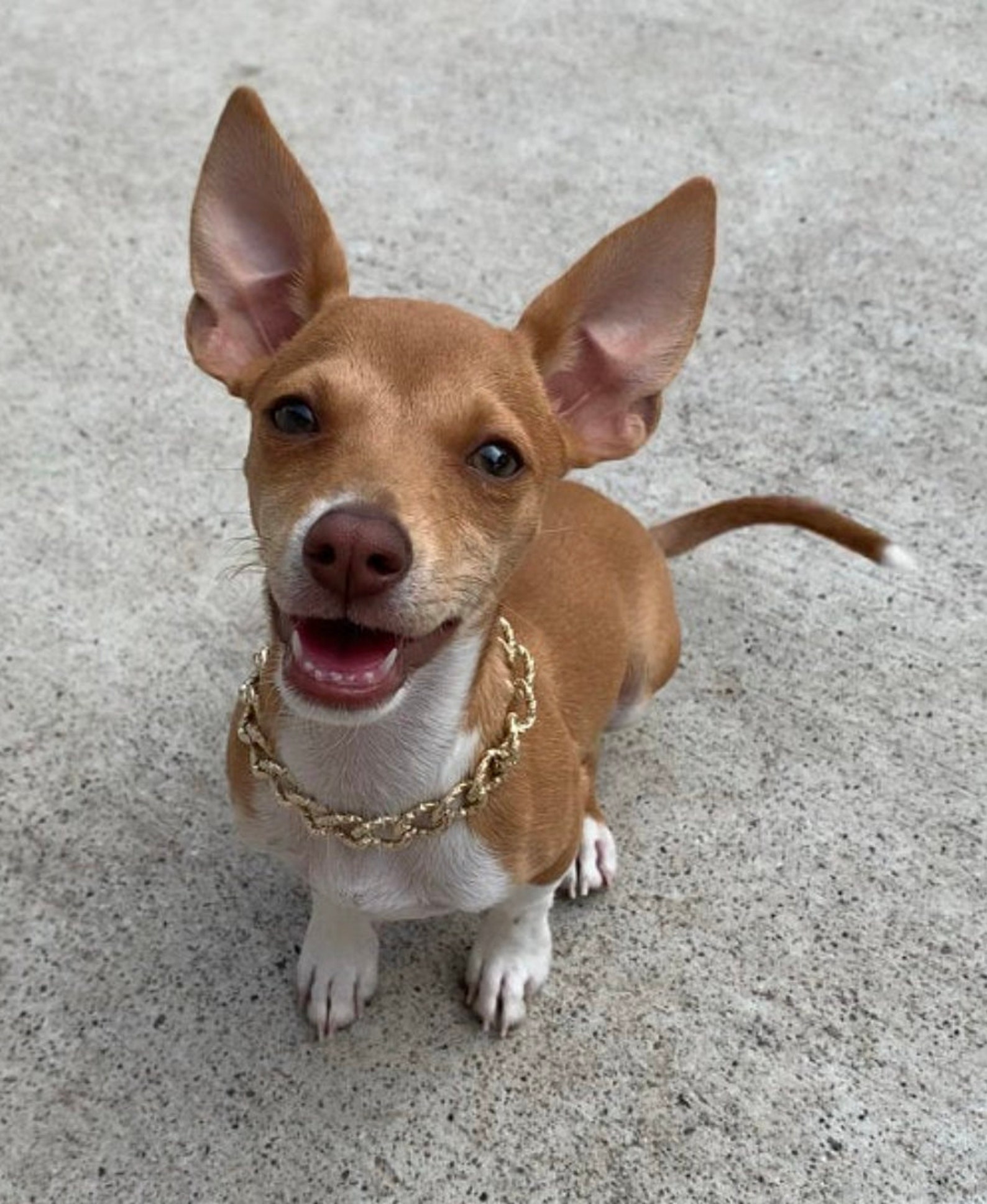 Dog Collar "the Patsy Cline" Cat Gold Chain Fancy Necklace - Etsy