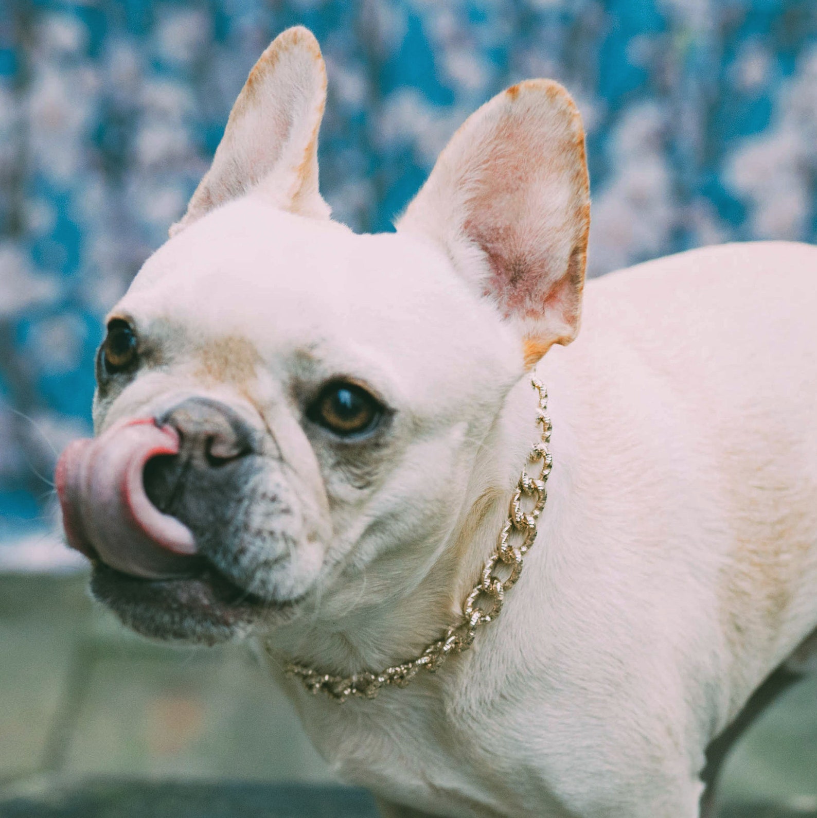 Dog Collar "the Patsy Cline" Cat Gold Chain Fancy Necklace - Etsy