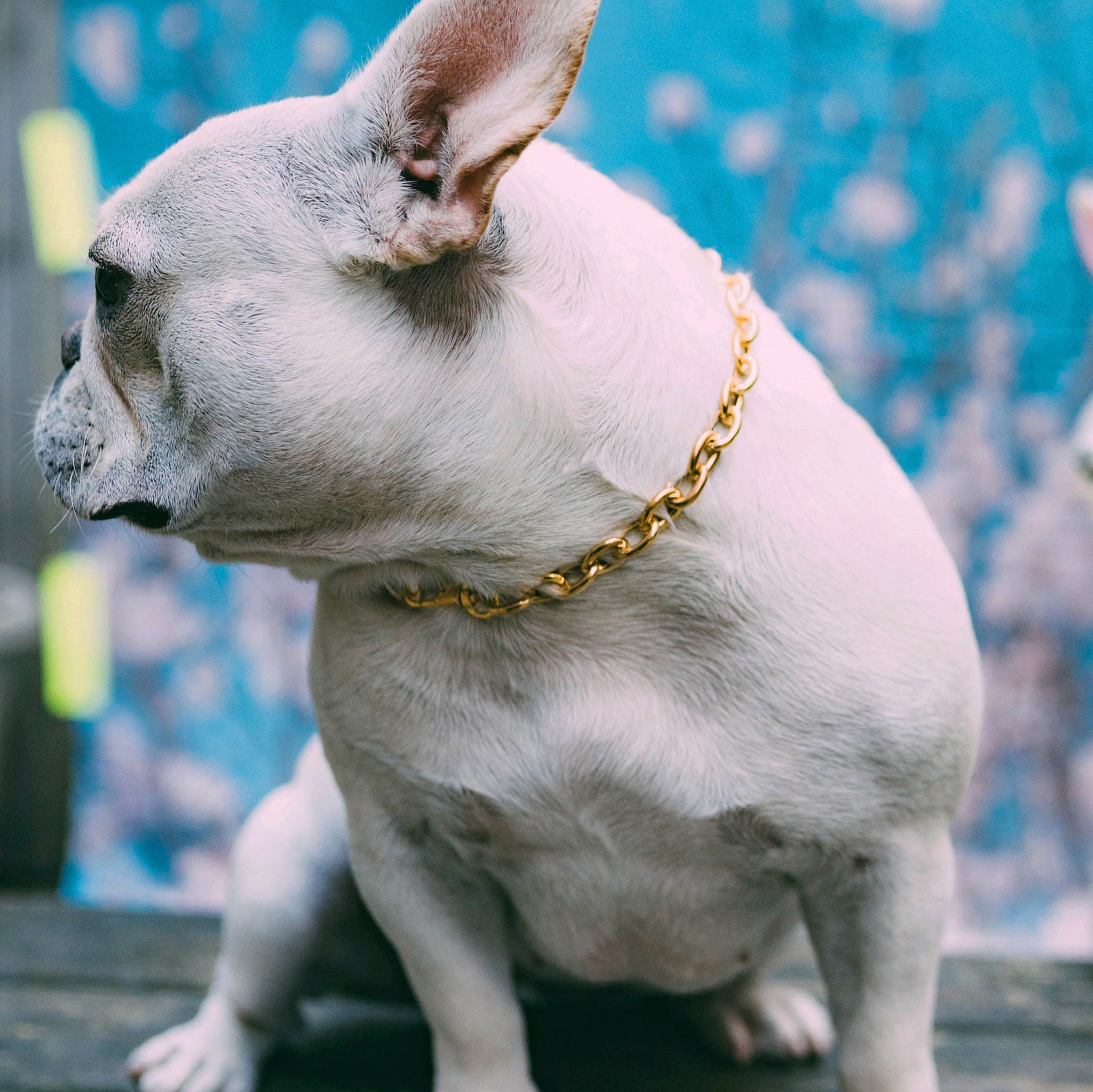 Dog Collar "the Patsy Cline" Cat Gold Chain Fancy Necklace - Etsy