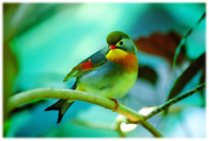 Pekin Robin Asian Bird Wildlife Photography Nature Animal - Etsy