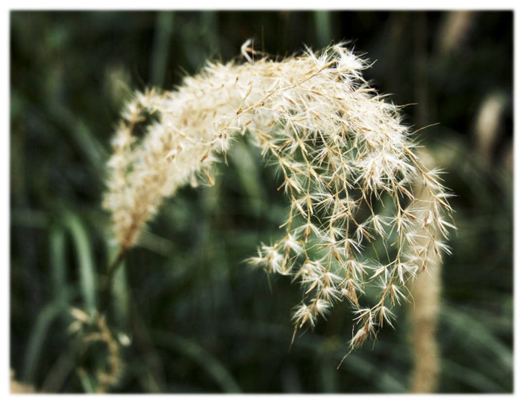 Dwarf Maiden Grass, Botanical Garden Photography - Sage Green and Ivory ...