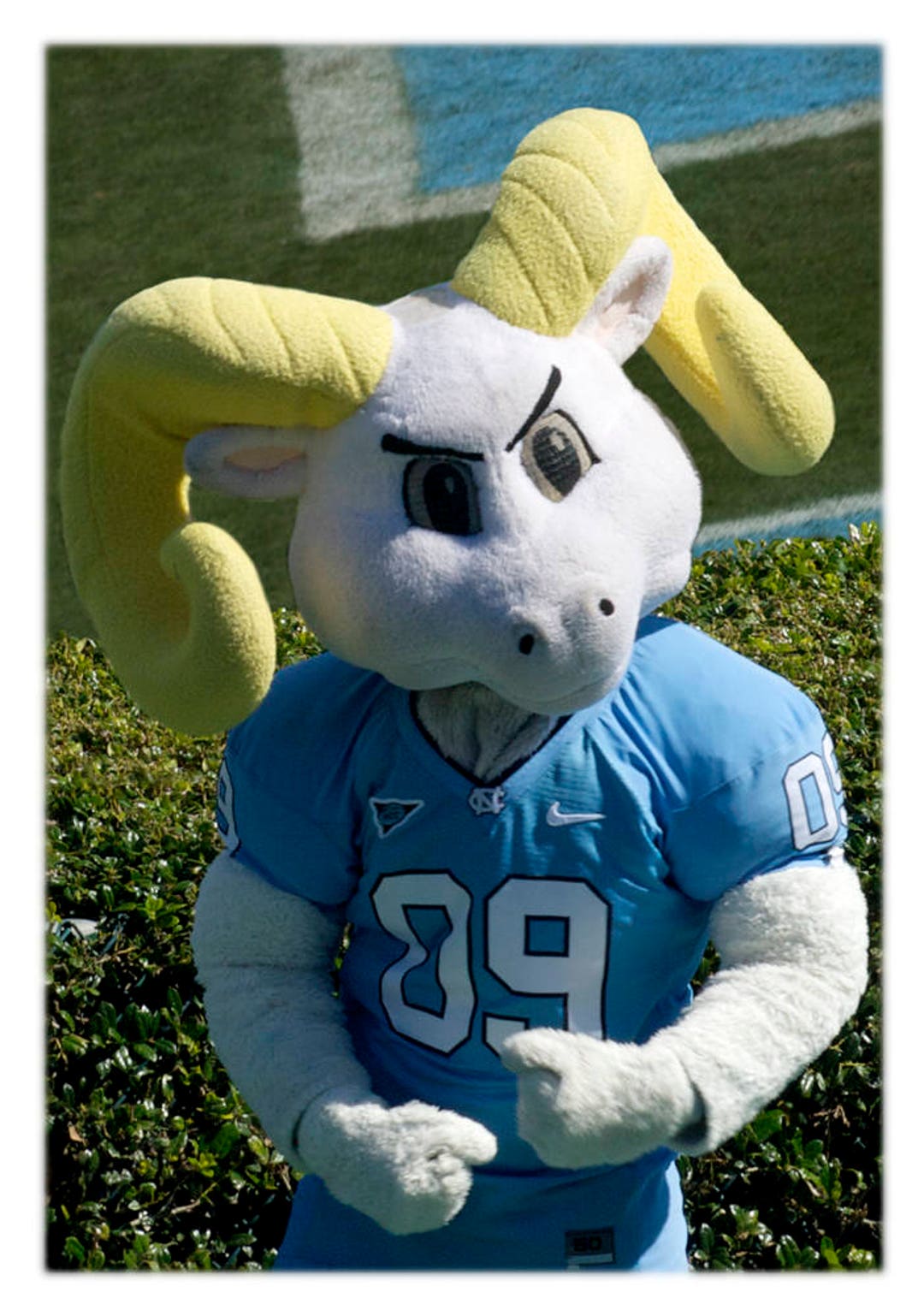 Unc-chapel Hill Football Rameses, North Carolina Photography - UNC-CH ...