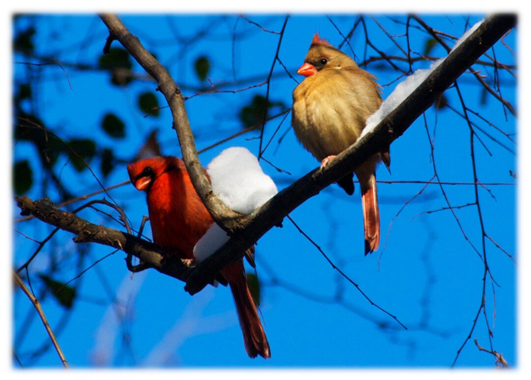 Cardinal Couple, Wild Bird Photography - Nature, Animal Home Decor Fine ...
