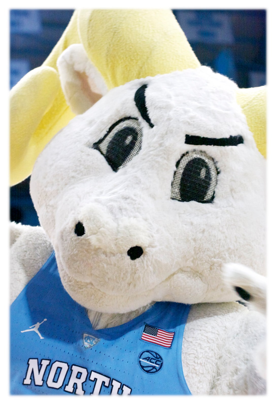 Unc-chapel Hill Basketball Rameses, North Carolina Photography - UNC-CH ...