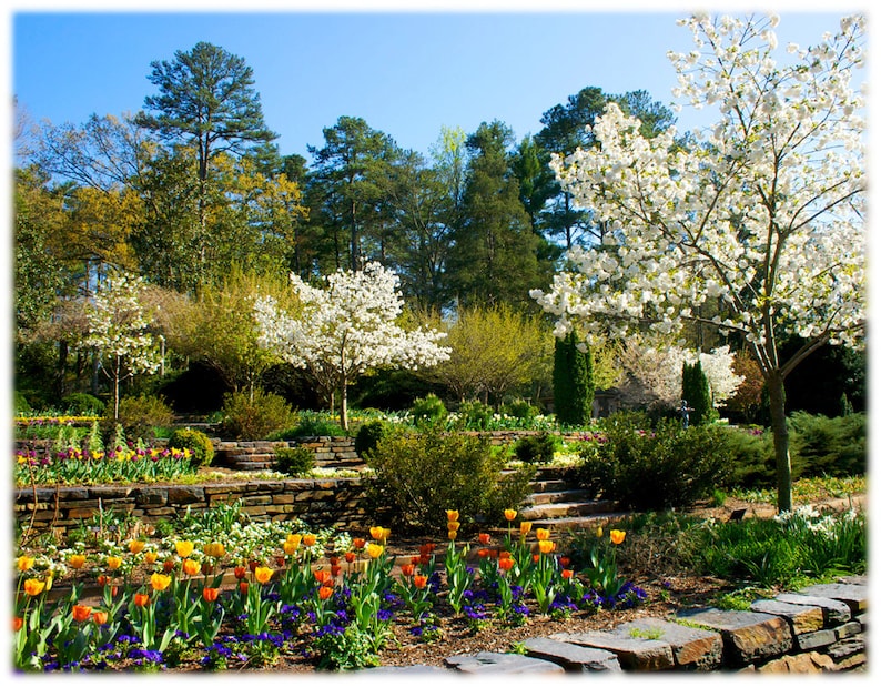 Springtime at Duke Gardens, Durham, North Carolina Photography - Floral ...