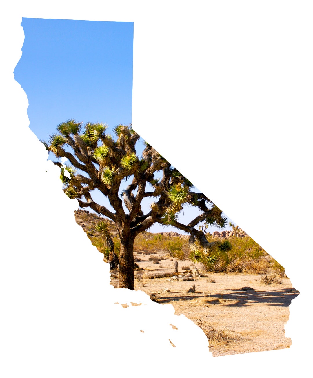 California Map Art - Joshua Tree - Golden State Photography Home Decor ...