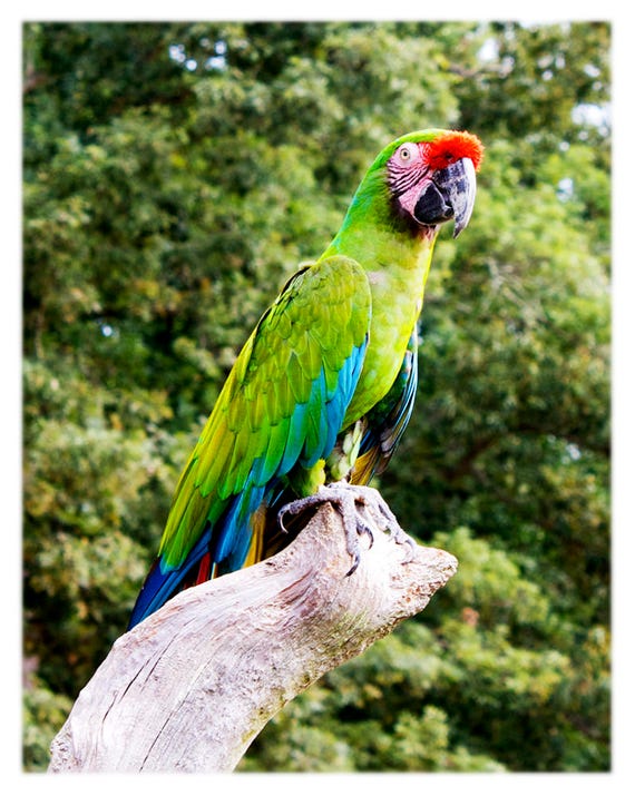 Guacamayo Verde Logran En México Reproducción De Guacamayo Verde,