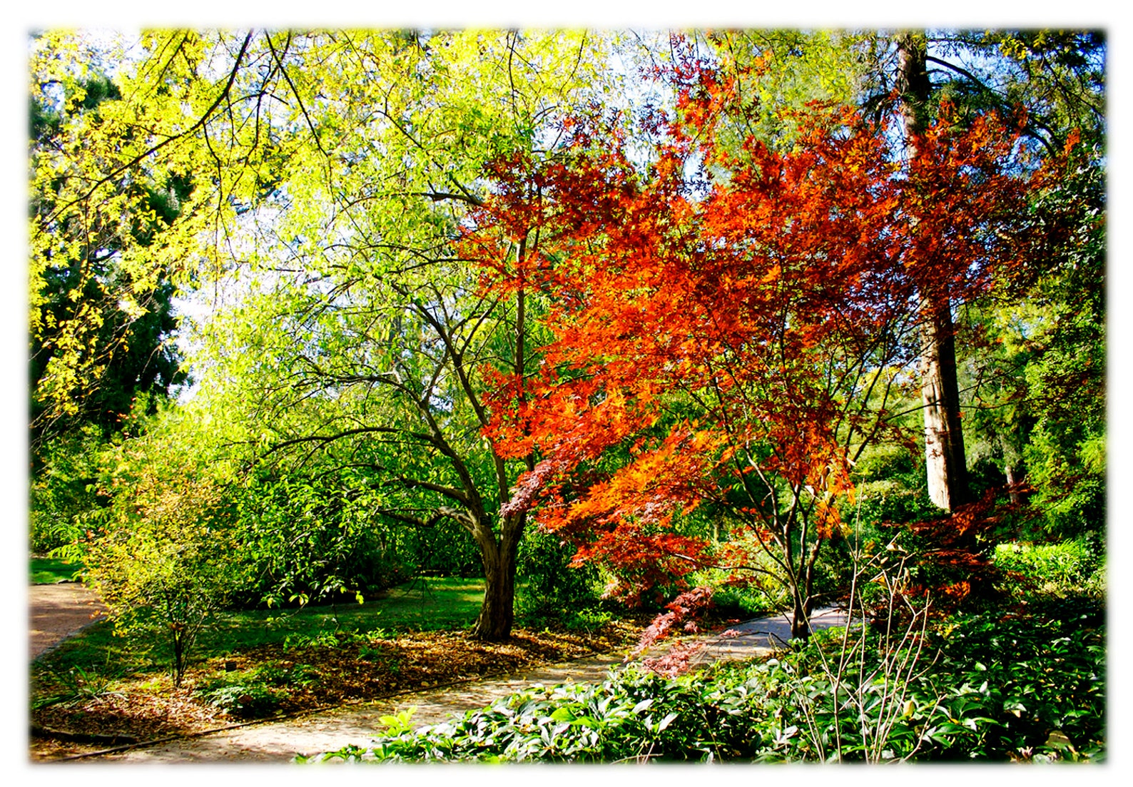 Unc-chapel Hill Coker Arboretum Japanese Maple Photograph - UNC-CH ...