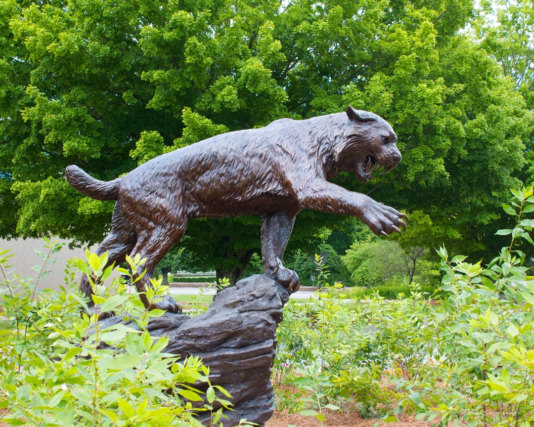 WCU Catamount Statue - Western Carolina University College Home Decor ...
