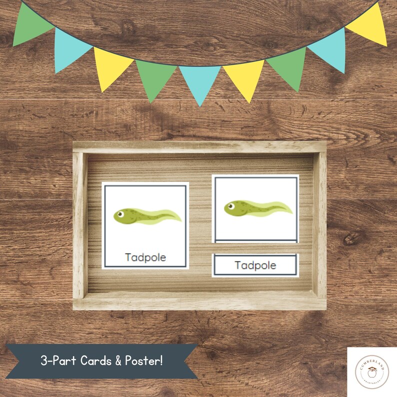 Life Cycle of a Frog - Montessori 3-part Cards & Poster | Spring Nature ...