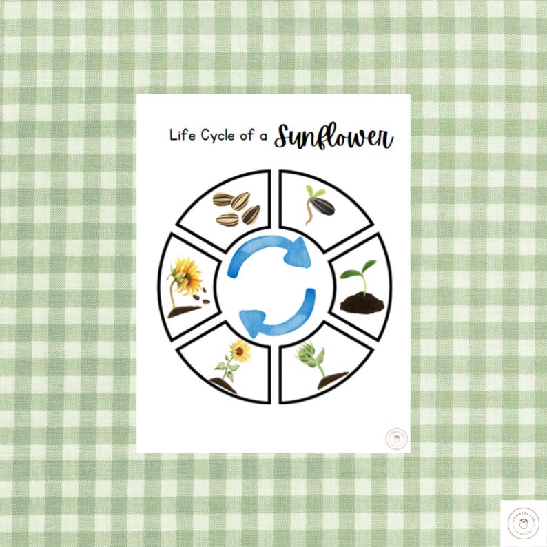 Life Cycle of a Sunflower Montessori 3-part Cards & Poster - Etsy