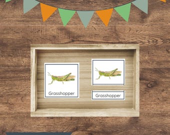 Garden Insects Montessori 3-part Cards | Bug Identification for Kids ...