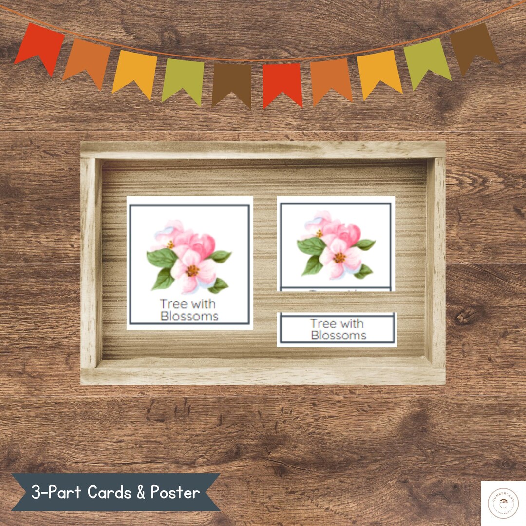 Apple Tree Life Cycle Montessori Cards & Poster (digital Download) - Etsy
