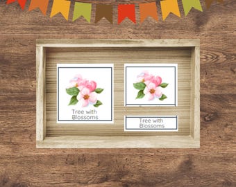 Apple Tree Life Cycle Montessori Cards & Poster (digital Download) - Etsy