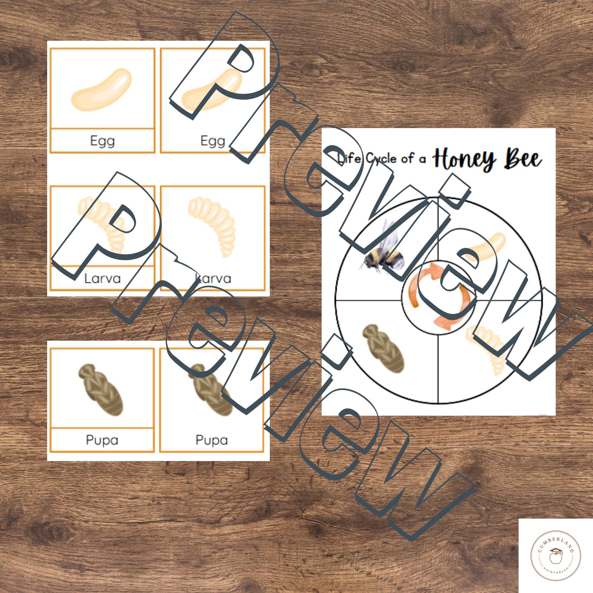 Bee Life Cycle Montessori Cards & Poster | Insect and Nature Study (PDF ...