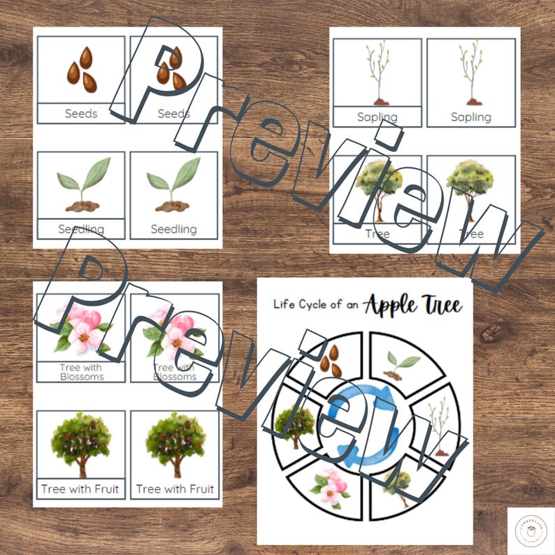 Apple Tree Life Cycle Montessori Cards and Poster | 3-part Cards | Fall ...
