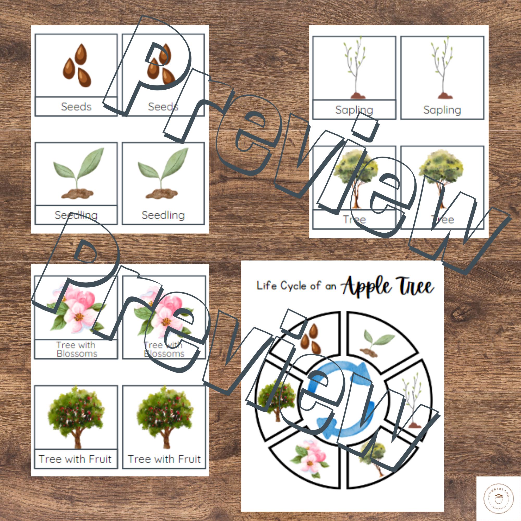 Apple Tree Life Cycle Montessori Cards & Poster (digital Download) - Etsy