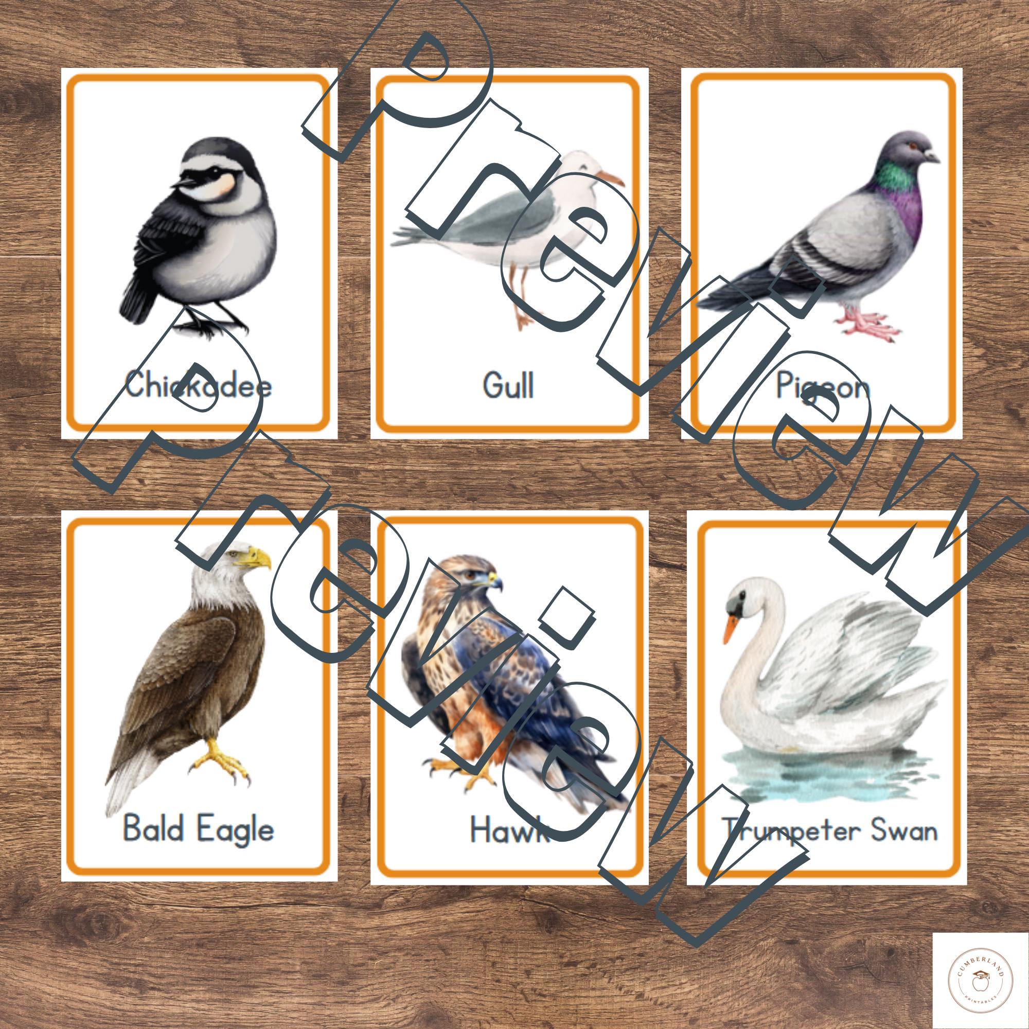 North American Birds Flashcards - Bird Identification | Nature Study ...