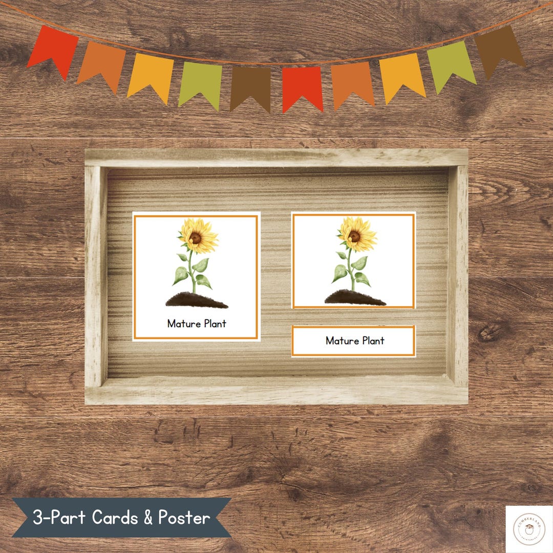 Sunflower Life Cycle Montessori 3-part Cards & Poster | Printable Plant ...