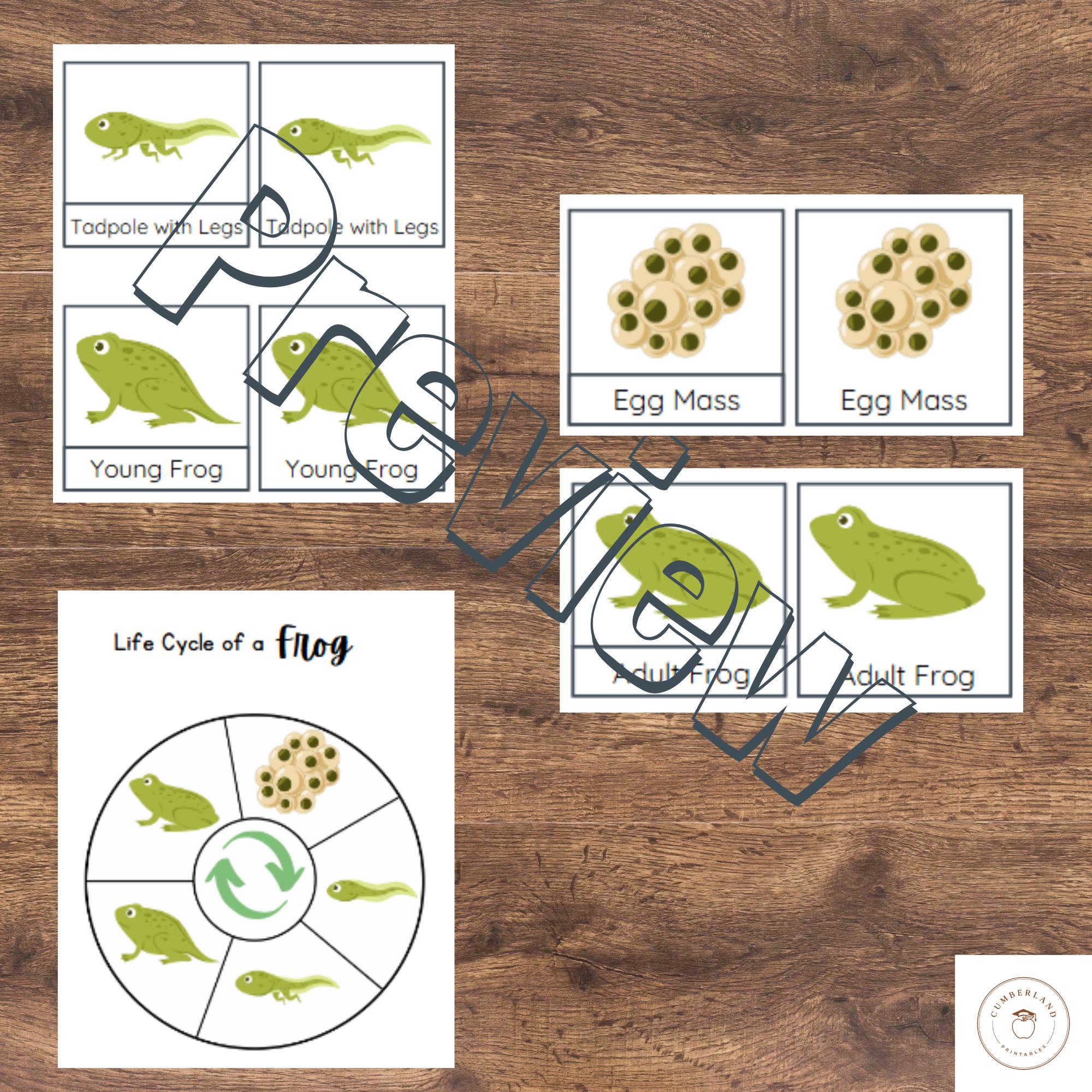 Life Cycle of a Frog - Montessori 3-part Cards & Poster | Spring Nature ...