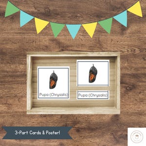 Life Cycle of a Butterfly - Montessori 3-part Cards & Poster | Spring ...