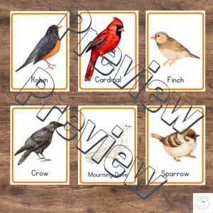 North American Birds Flashcards - Bird Identification | Nature Study ...